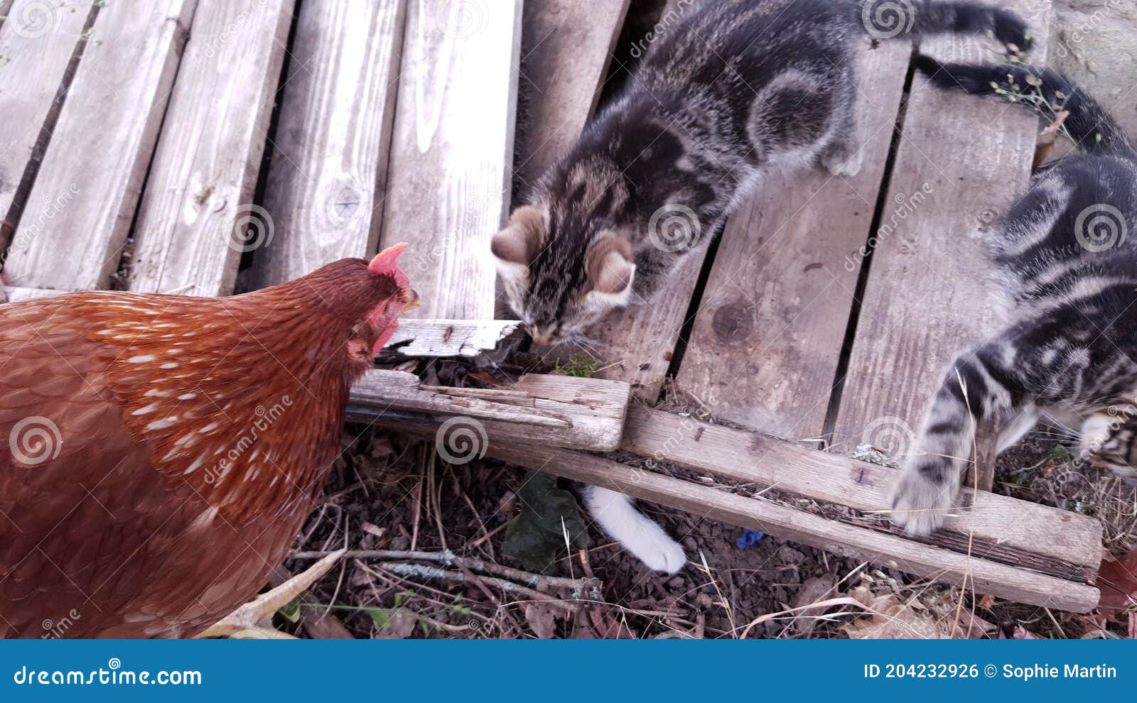 Chicken and kitten stock photo. Image of ducks, wing - 204232926