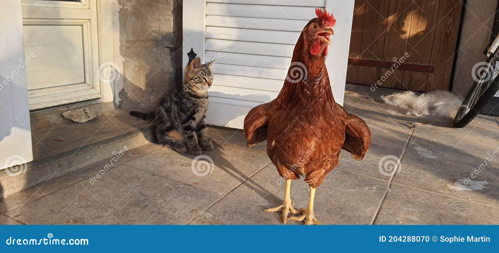 Chicken and kitten stock photo. Image of kitten, animal - 204288070