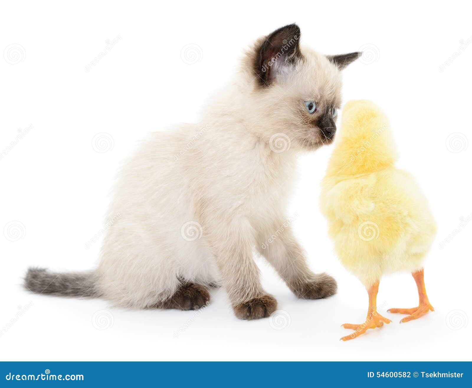Chicken and kitten stock photo. Image of gray, nature - 54600582