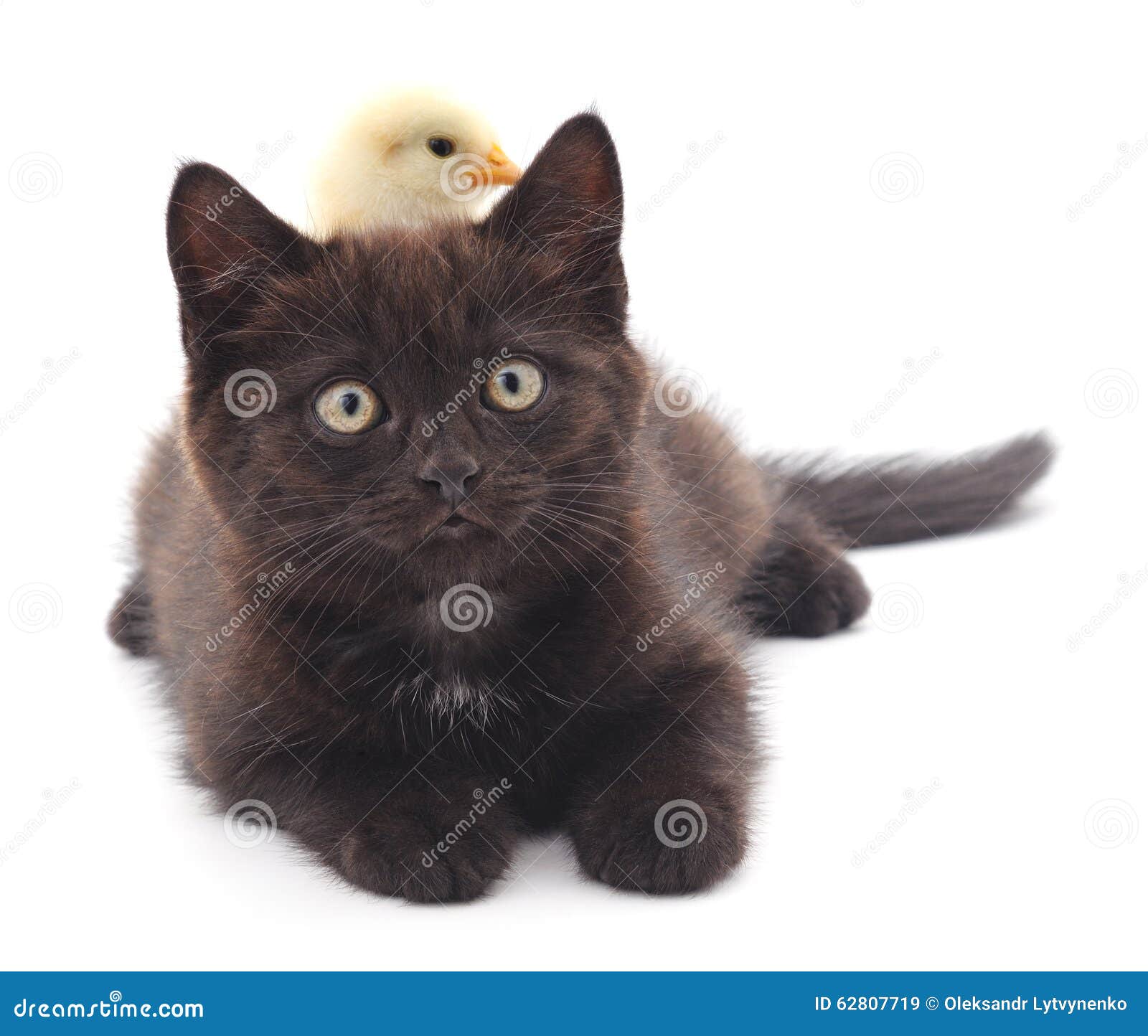 Chicken on kitten. stock image. Image of security, farm - 62807719