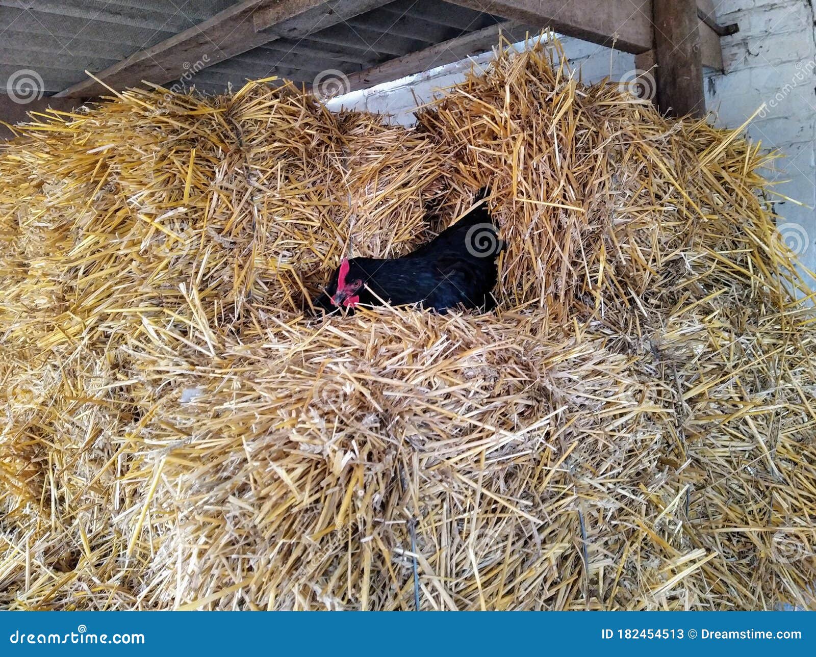 Chicken Lay Eggs in Hay on Farm at Spring Stock Image - Image of ...