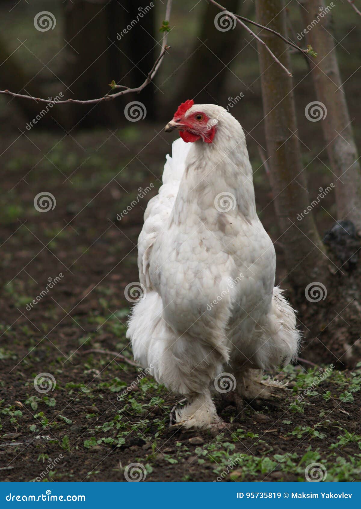 Chicken layer stock image. Image of farm, view, bird - 95735819