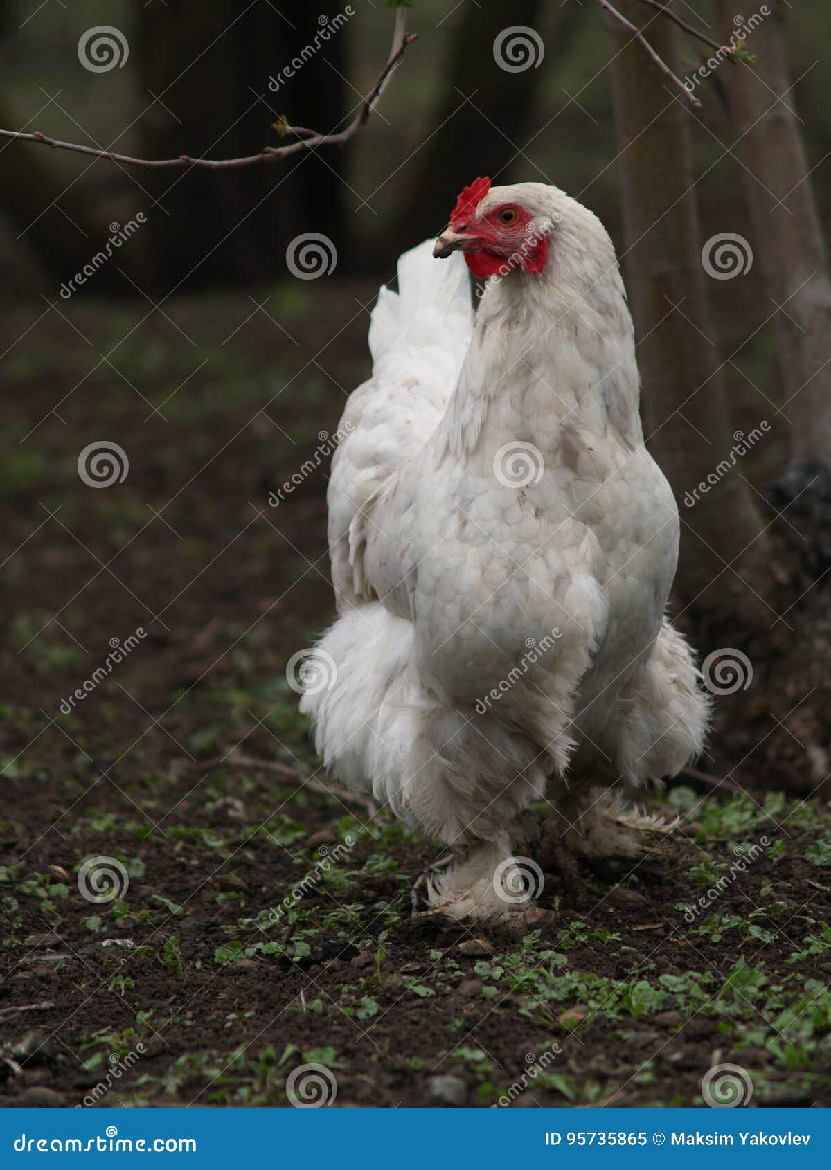Chicken layer stock image. Image of food, beak, chicken - 95735865