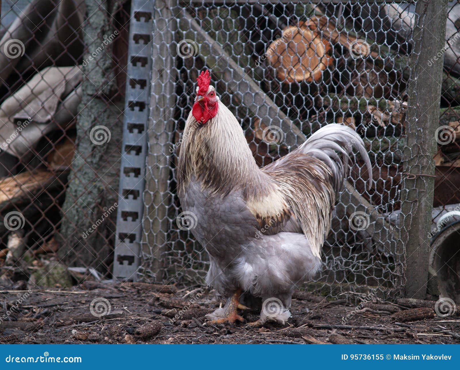 Chicken layer stock image. Image of natural, ecology - 95736155