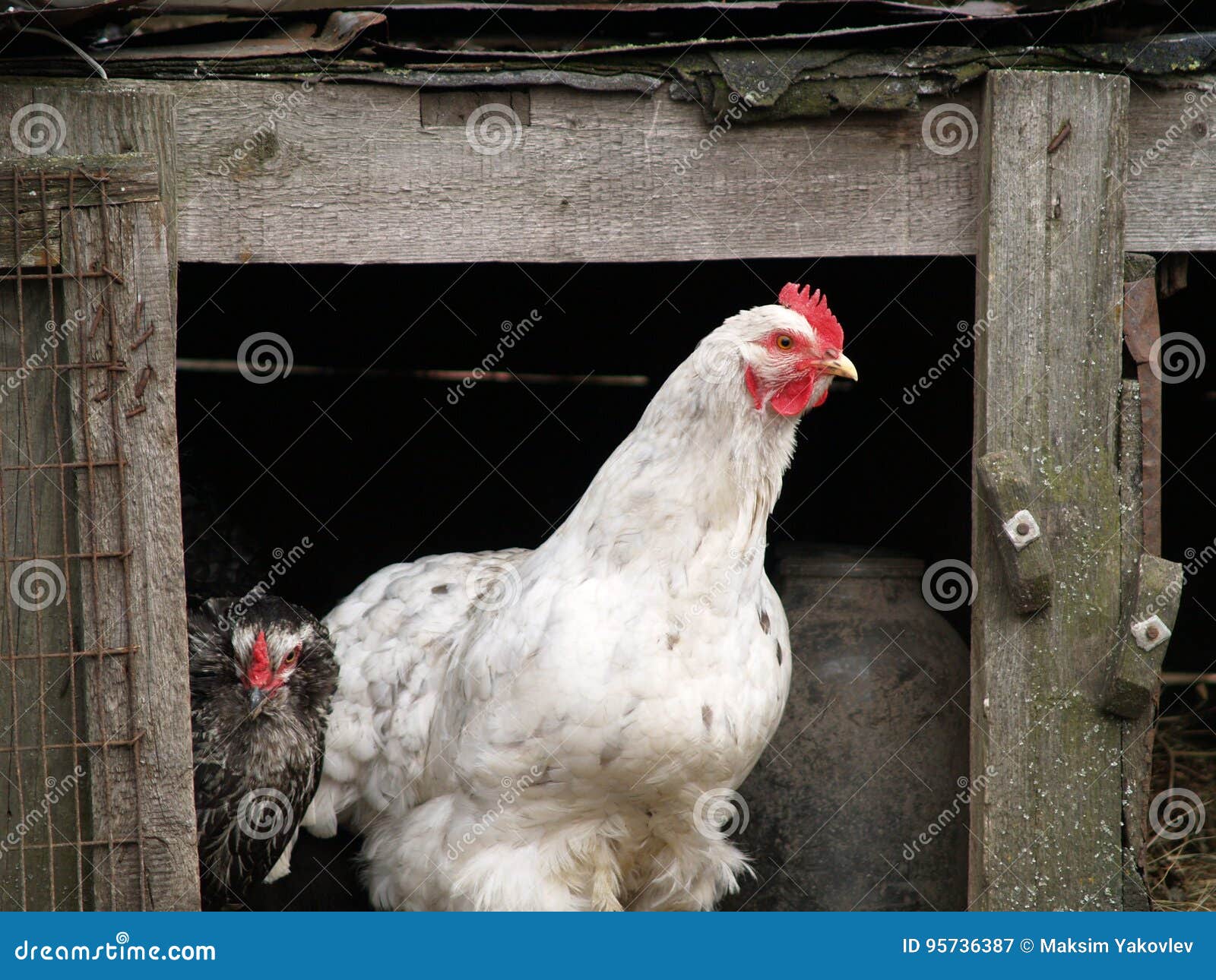 Chicken layer stock image. Image of chickens, birds, sacrifice - 95736387