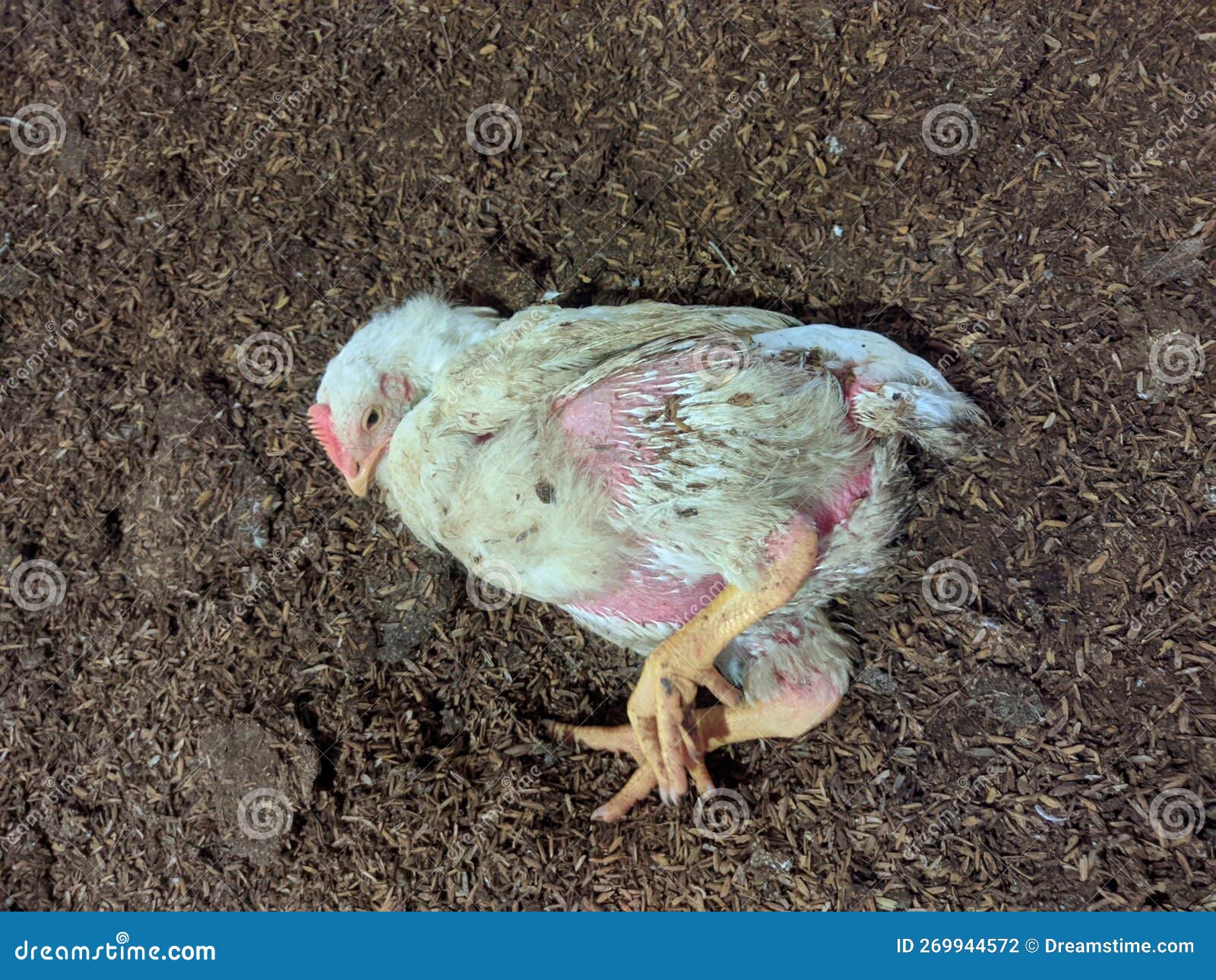 Chicken Laying Down on the Ground Stock Photo - Image of insect ...