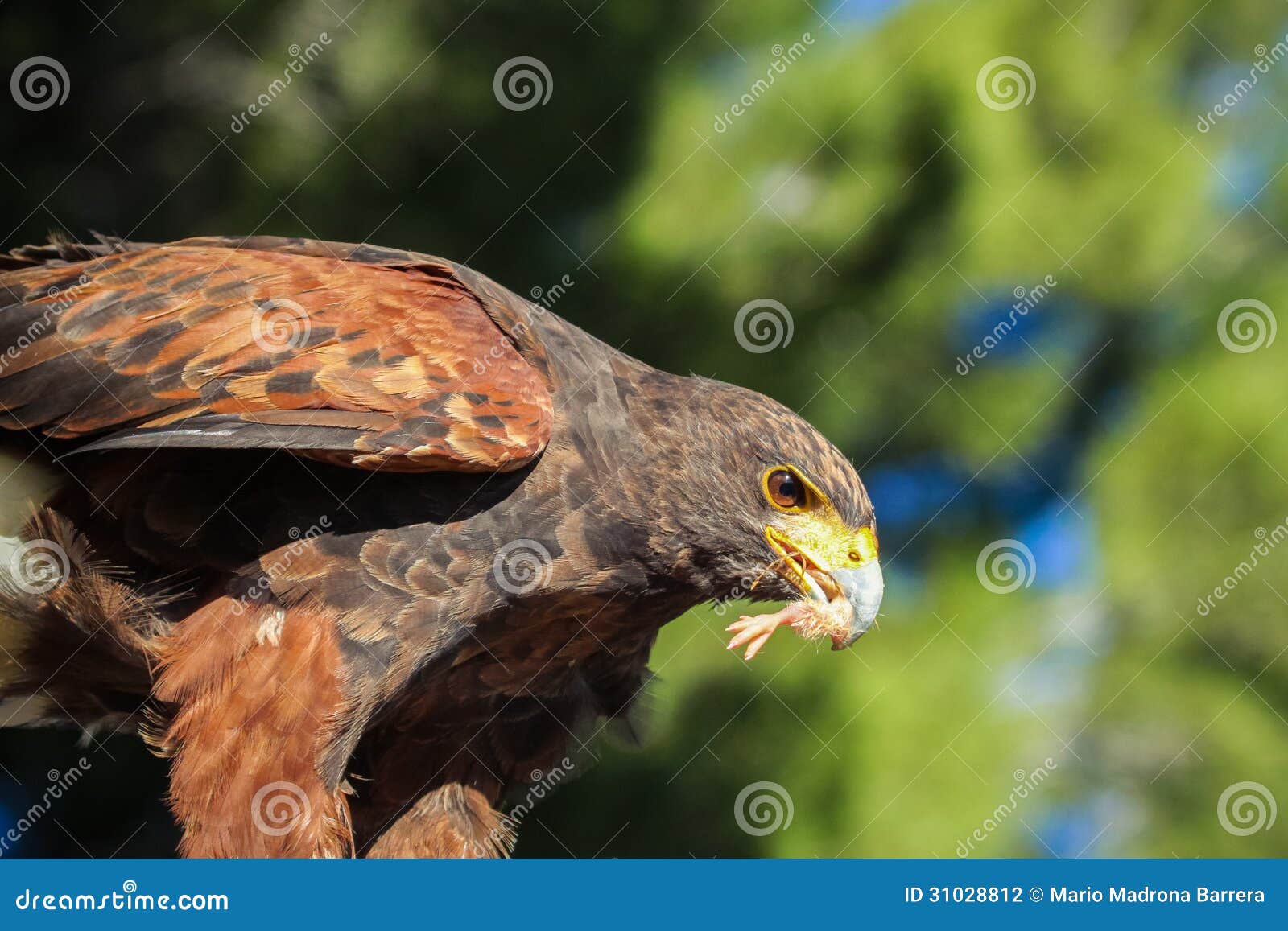 Chicken legs stock photo. Image of prey, predator, plumage - 31028812