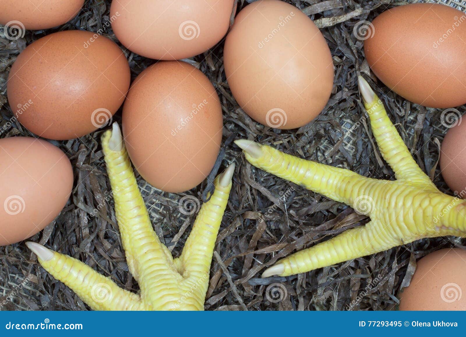 Chicken Legs Eggs Straw Stock Photos - Download 12 Royalty Free Photos