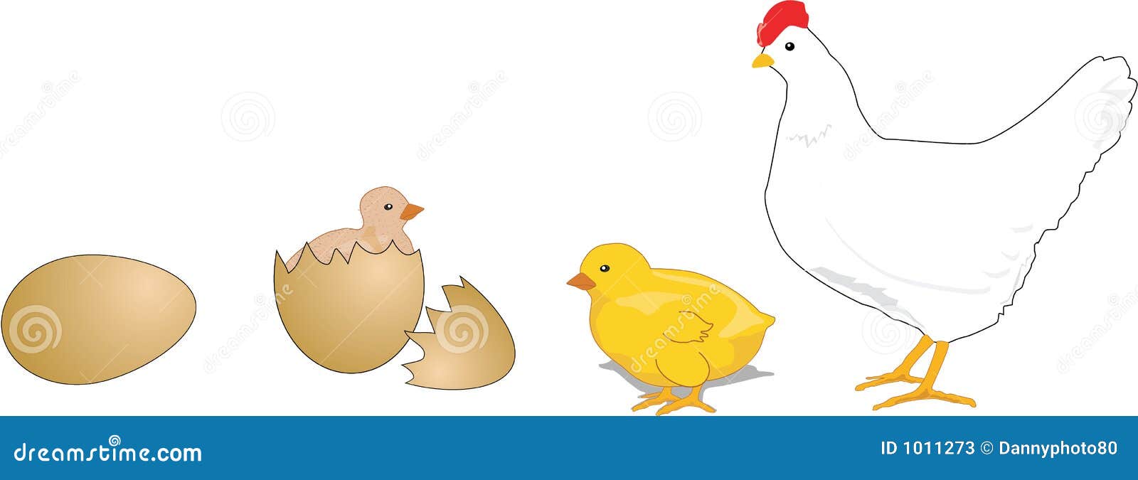 Chicken life cycle stock illustration. Illustration of chicks - 1011273