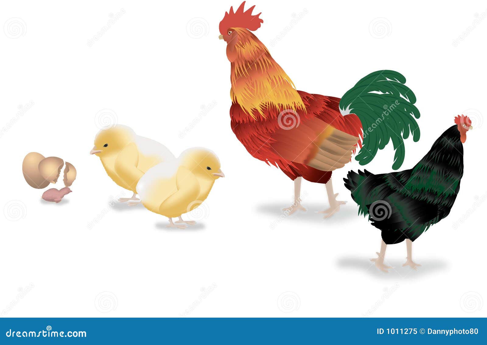 Chicken life cycle stock image. Image of biology, baby - 1011275