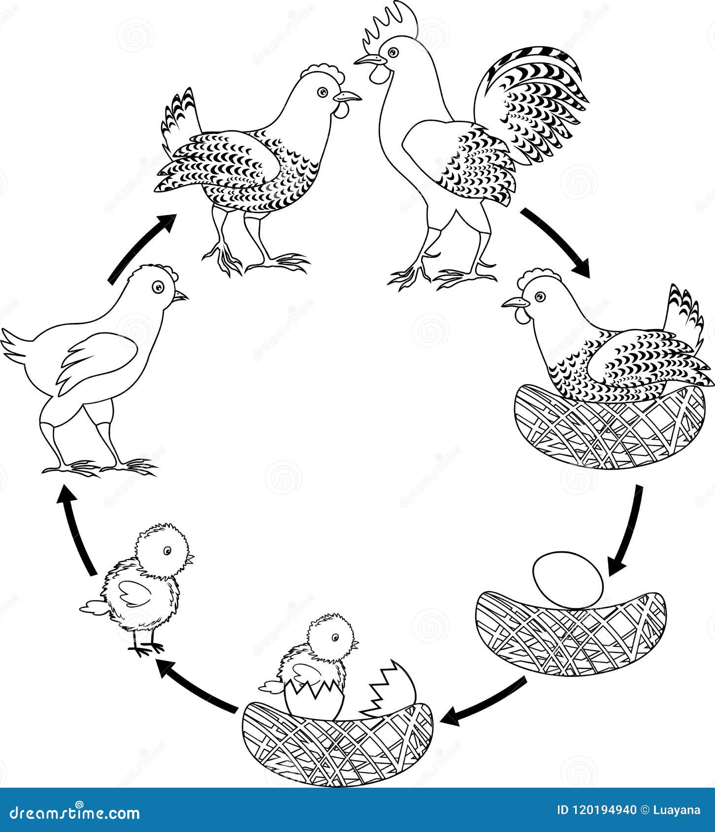 Chicken Life Cycle Embryo Development From Egg To Hatching Chicken