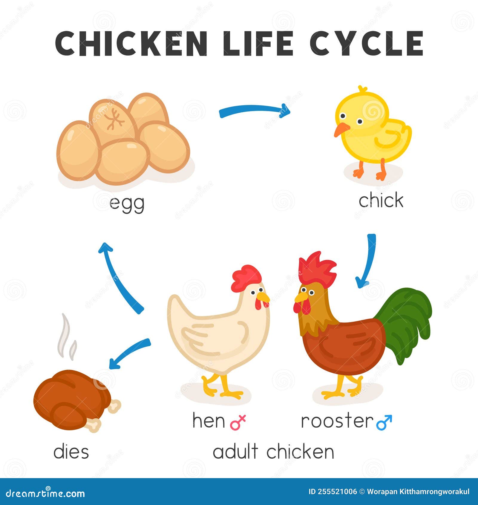 Chicken Life Cycle Diagram Chart In Science Subject Kawaii Doodle