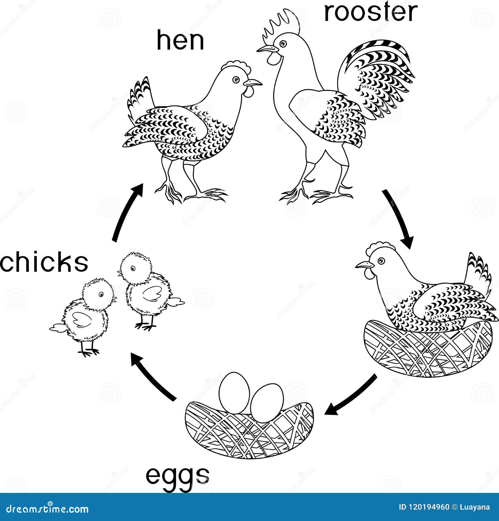 Chicken Life Cycle Stock Vector Illustration Of Page 120194960