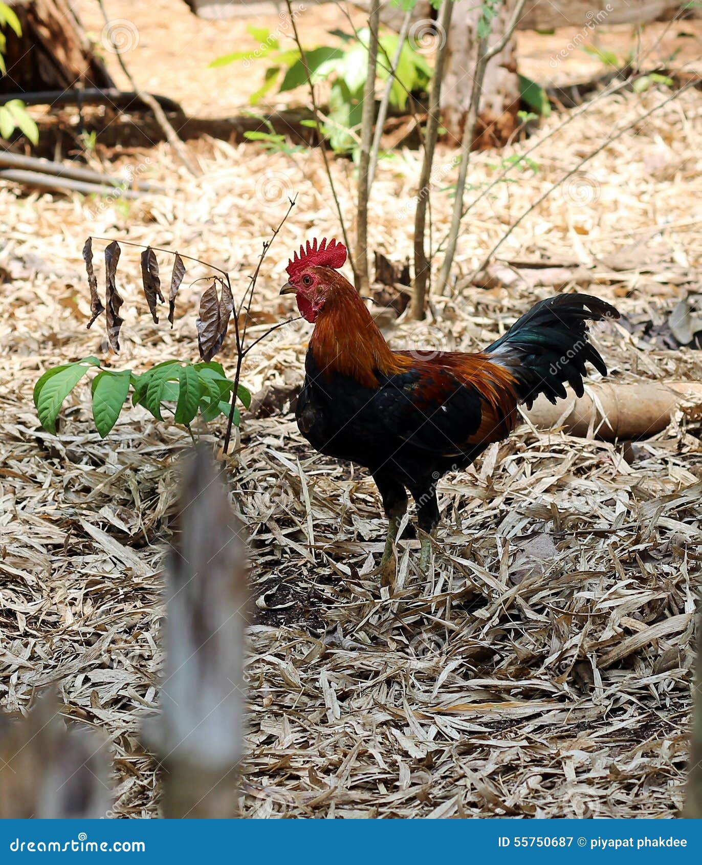 Chicken Life Forage in Nature Stock Image - Image of animal, species ...