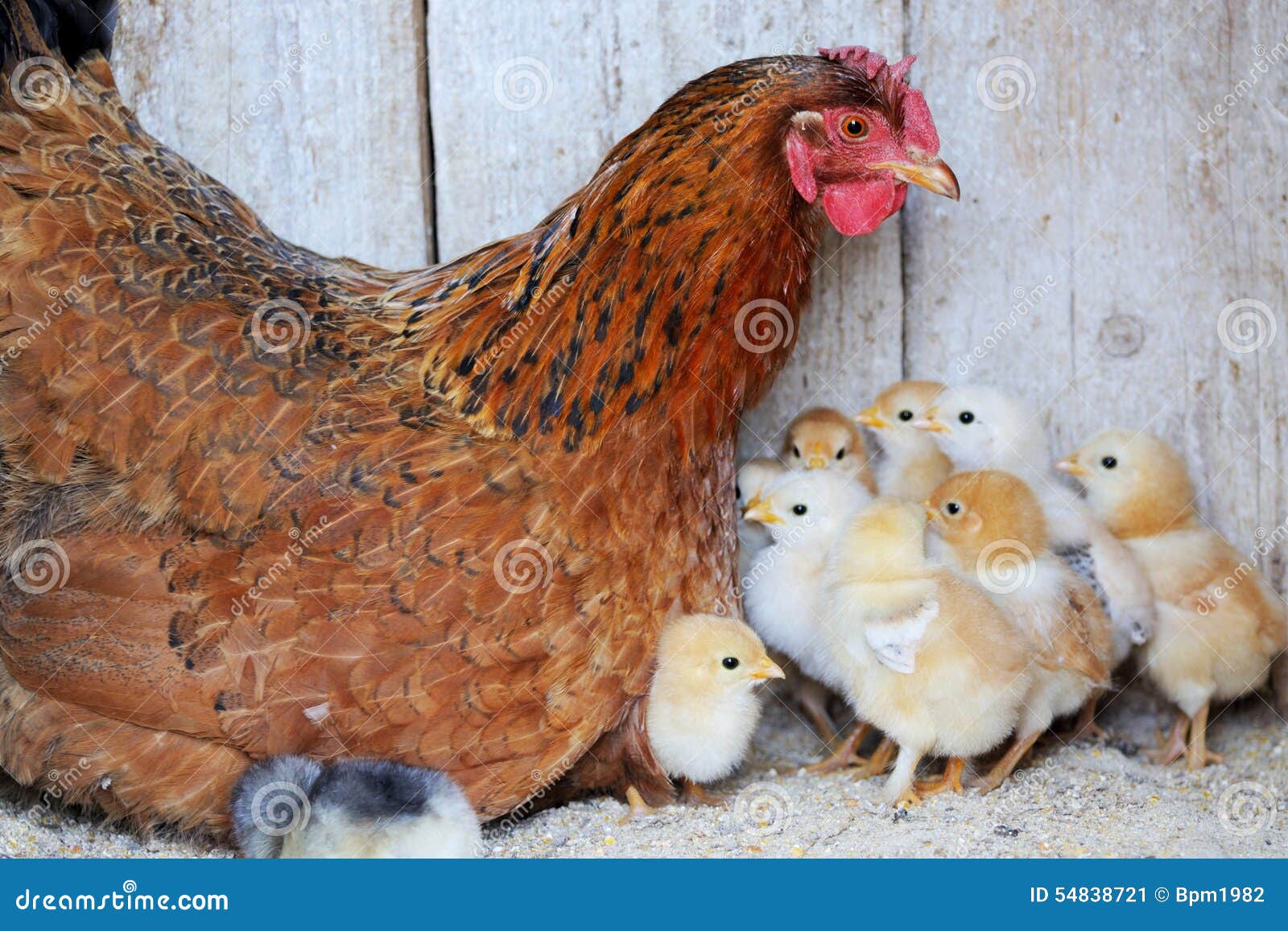 Chicken stock image. Image of look, fluffy, little, fuzzy - 54838721