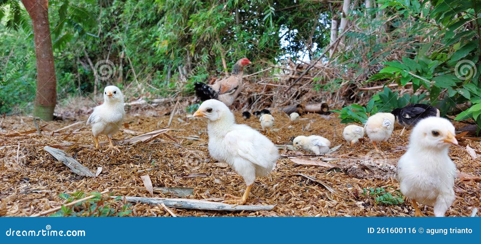 Chicken Little Missing Her Mom Stock Photo - Image of bamboo, missing ...