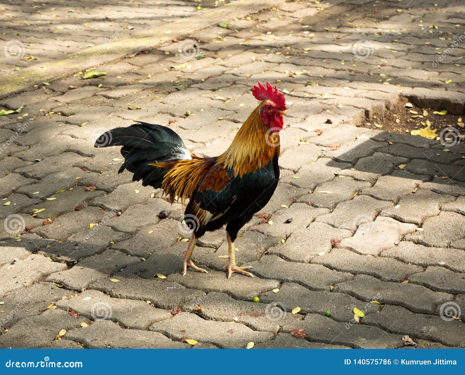 Chicken living in Backyard stock photo. Image of bird - 140575786