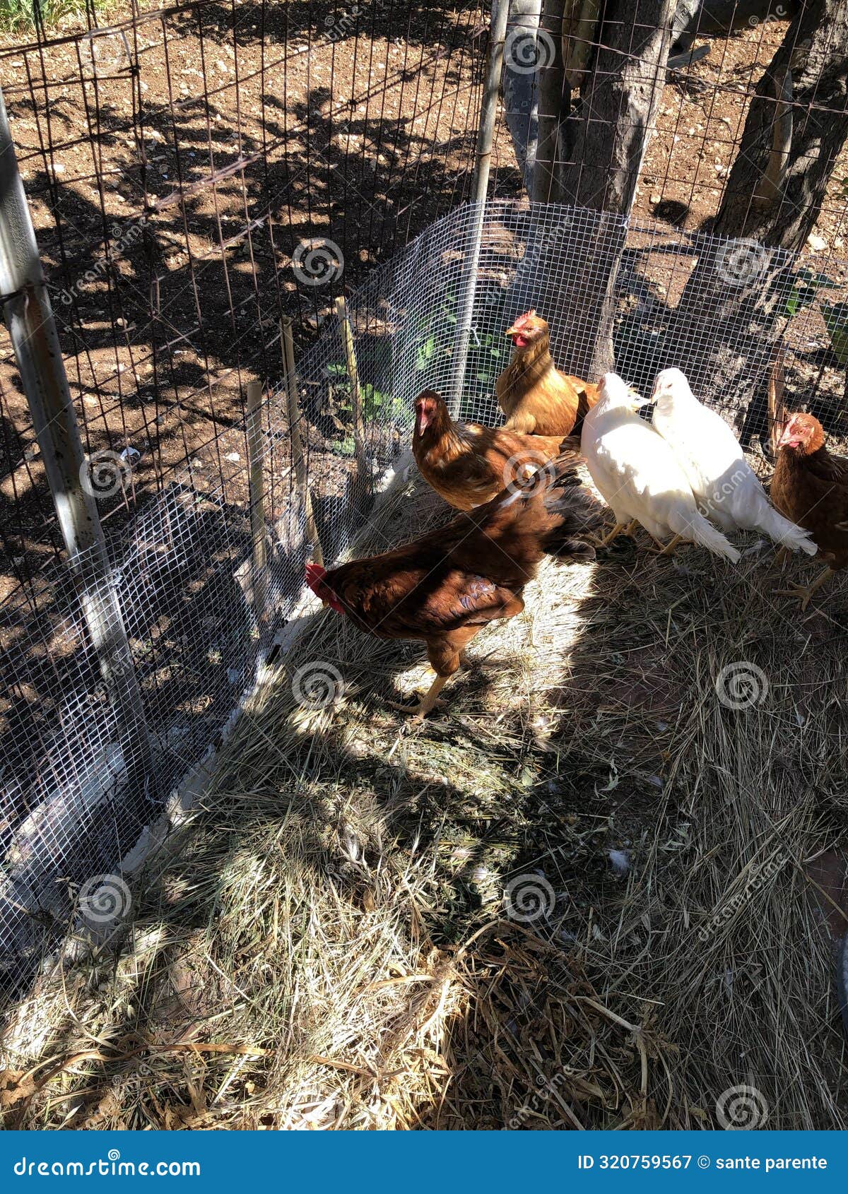 Chicken at the Local Farm in Puglia Stock Image - Image of local, scene ...