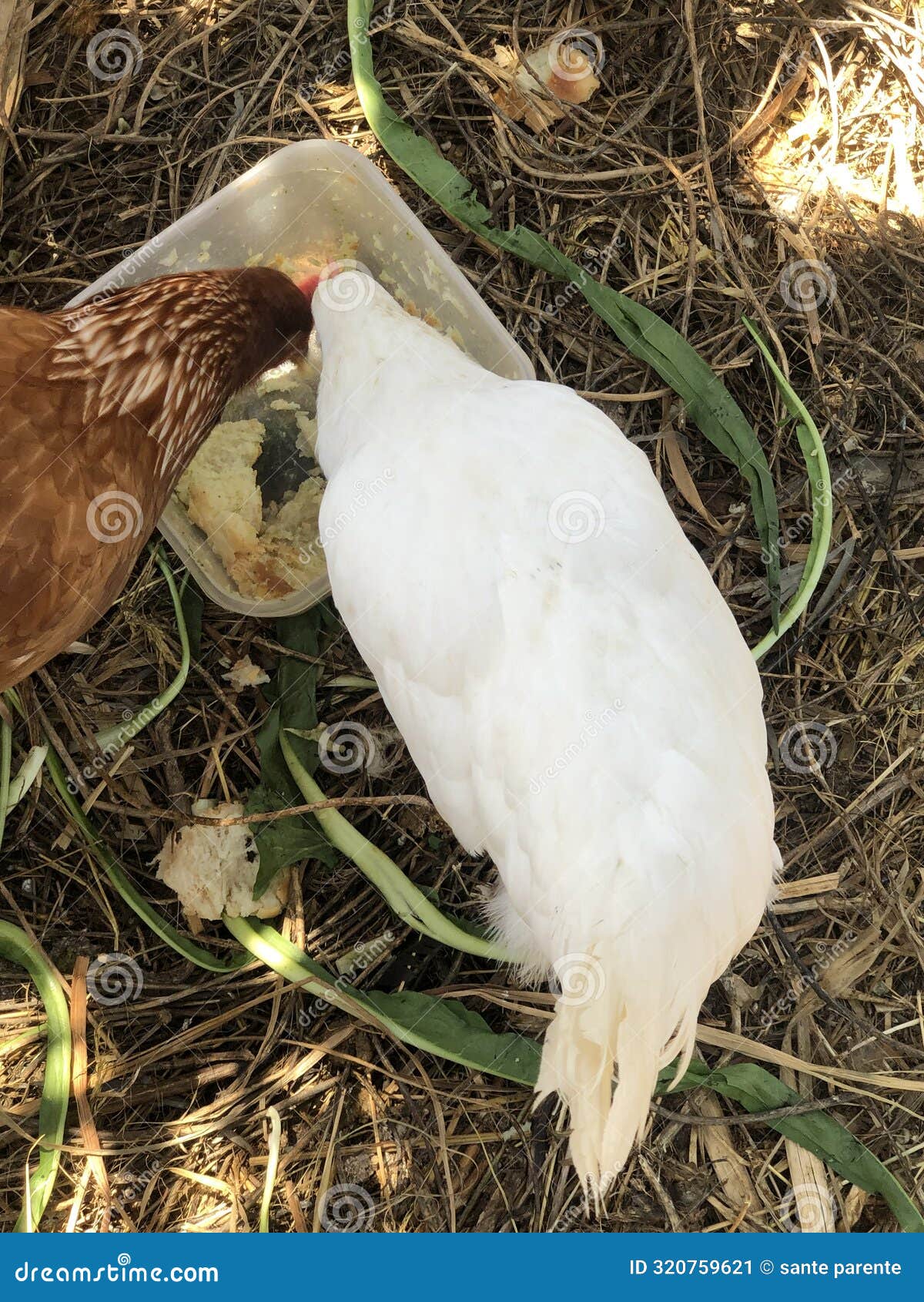 Chicken at the Local Farm in Puglia Stock Image - Image of animals ...