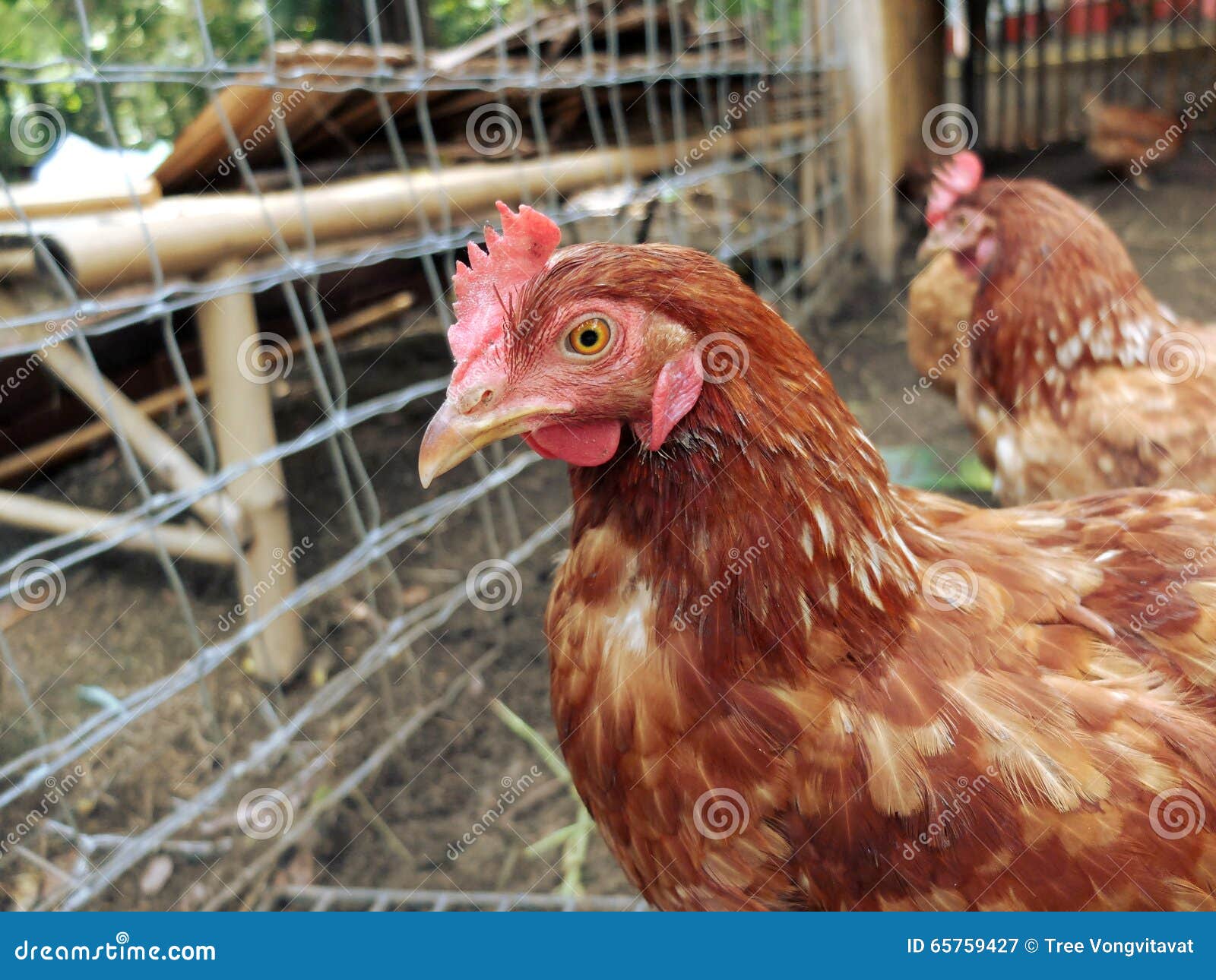 Chicken in local farm stock image. Image of organic, farming - 65759427