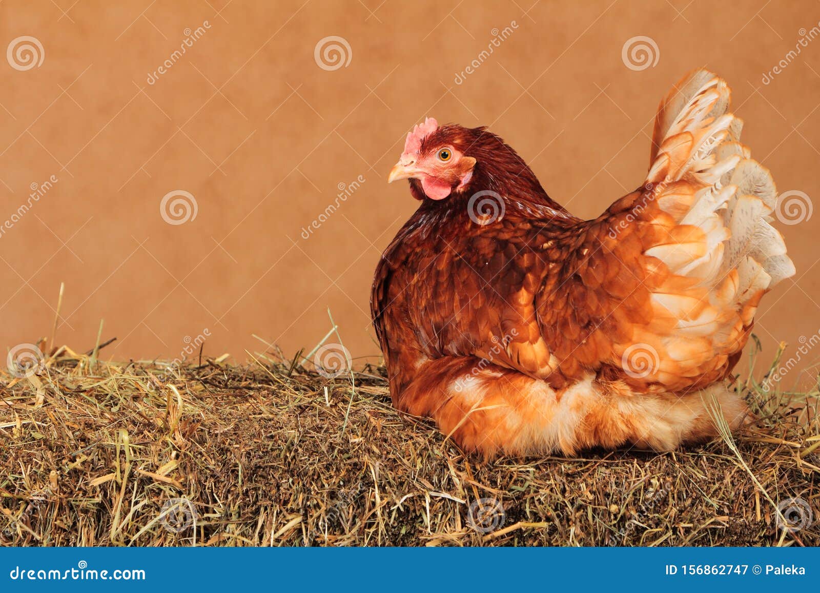 The Chicken Lohmann Brown on Brown Stock Image - Image of closeup ...