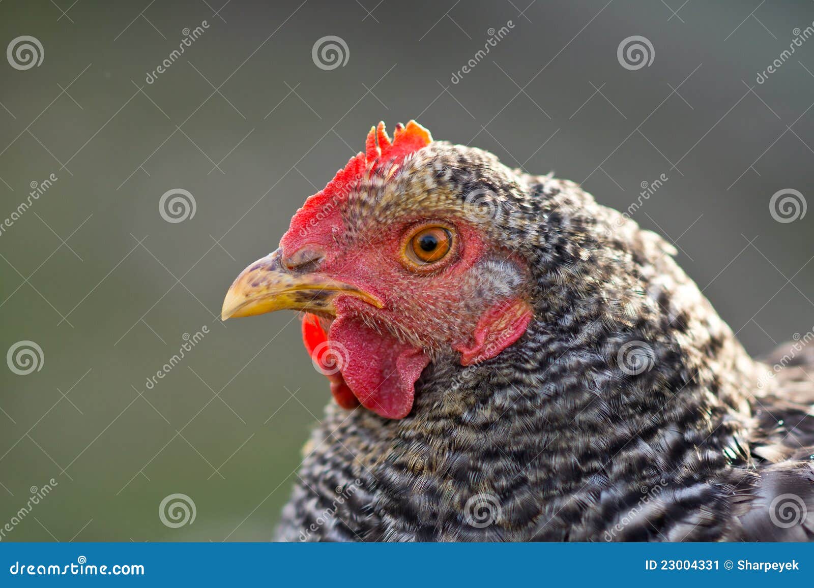 Chicken look stock image. Image of closeup, female, close - 23004331