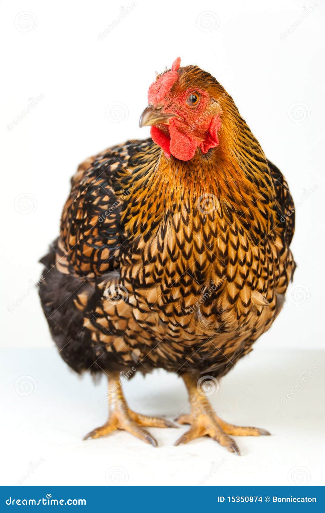 Chicken Looking stock photo. Image of chicken, animal - 15350874