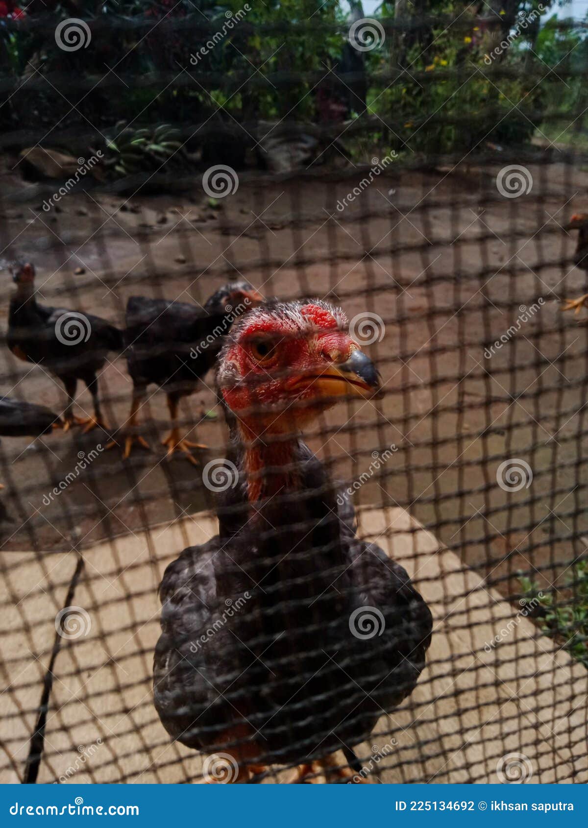 Chicken Looking at the Camera Stock Photo - Image of beak, quail: 225134692