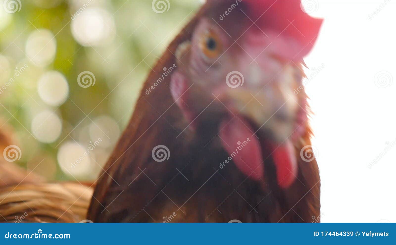 Chicken is Looking at the Camera. Close-up. Slow Motion Stock Video ...