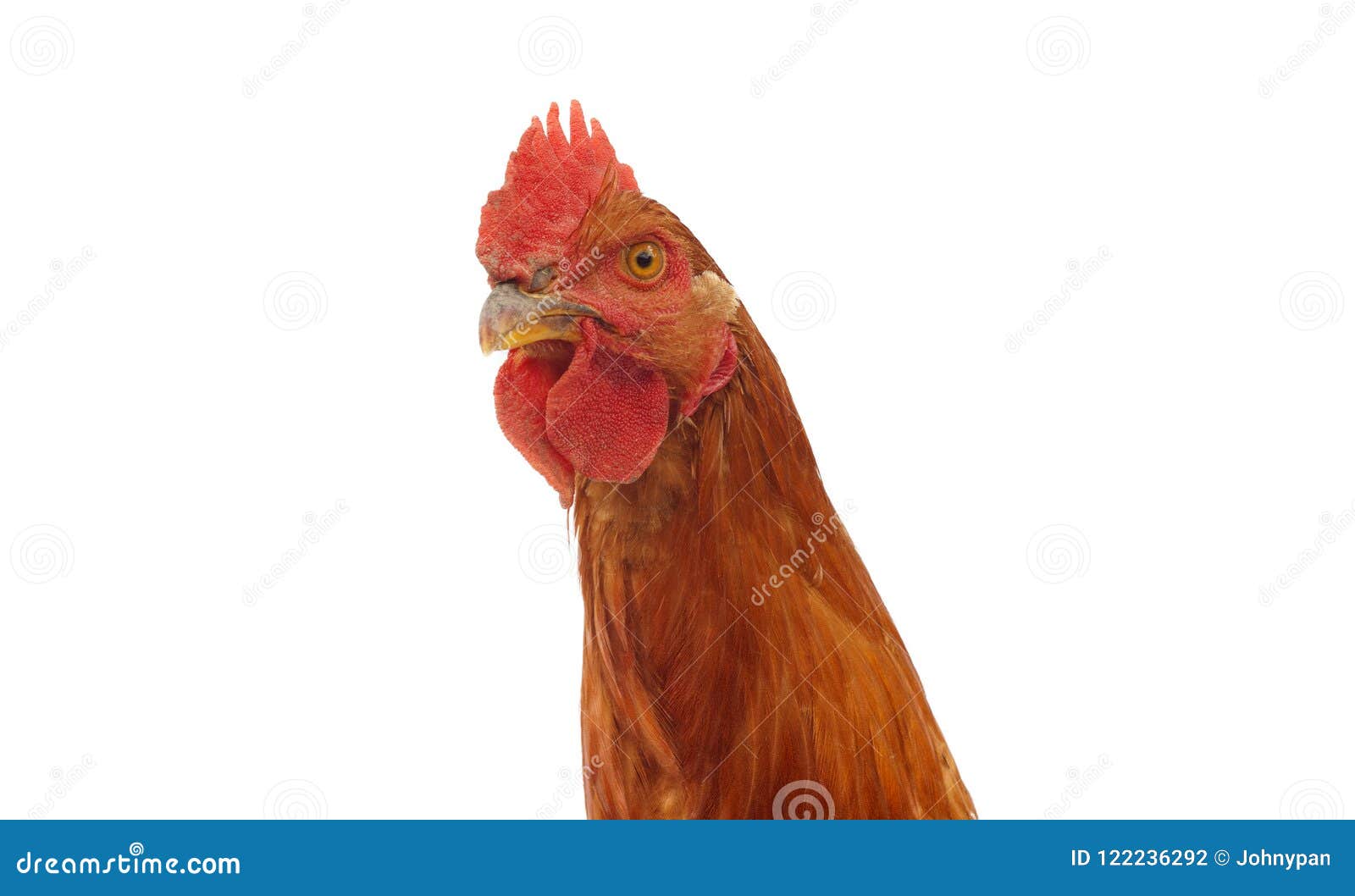 Chicken looking at camera stock photo. Image of livestock - 122236292