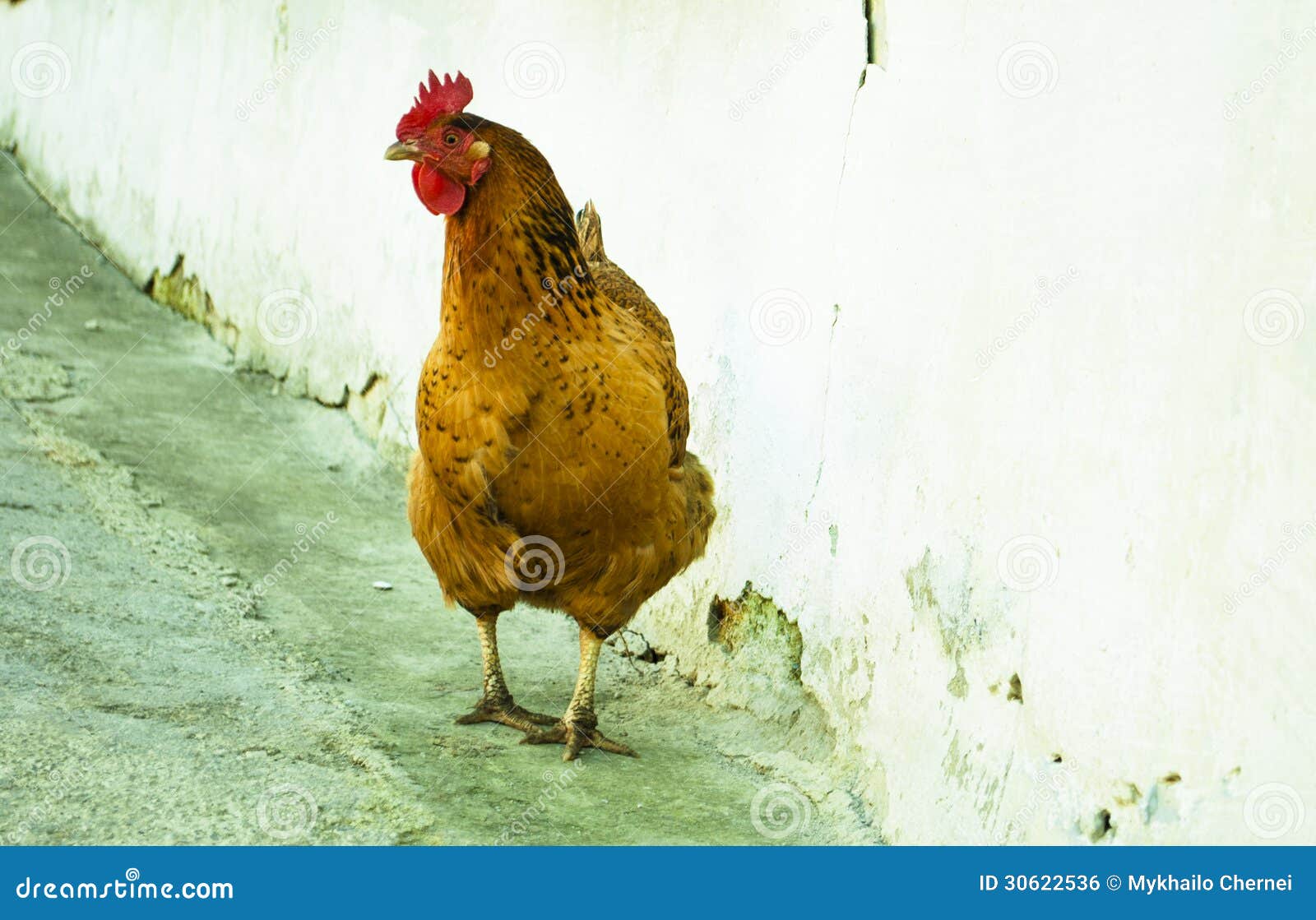 Chicken is Looking in the Camera. Stock Photo - Image of bird, poultry ...