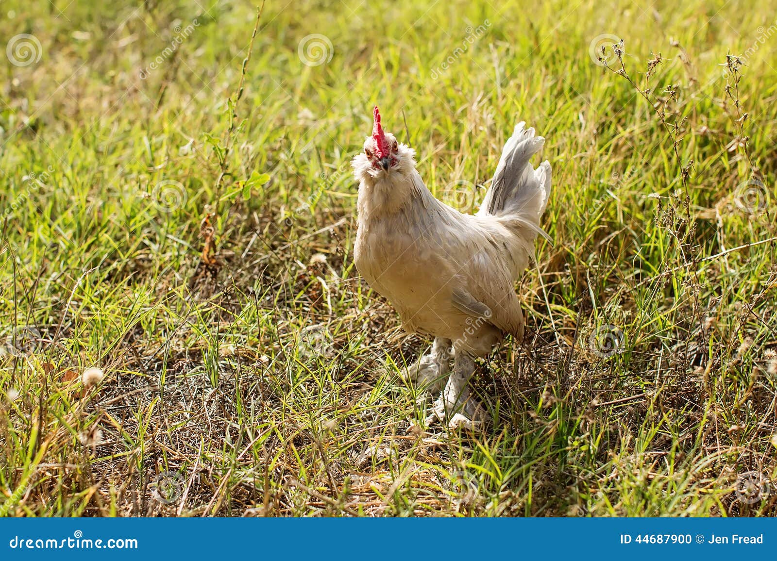 Chicken looking at camera stock photo. Image of field - 44687900