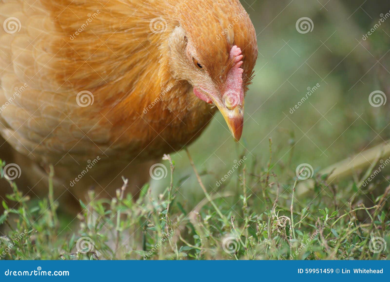 Chicken Looking Down Stock Photos - Download 1,032 Royalty Free Photos