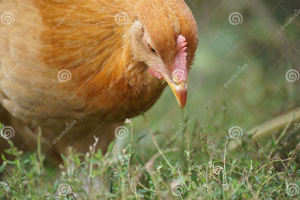 Chicken Looking Down stock image. Image of farm, animal - 59951459