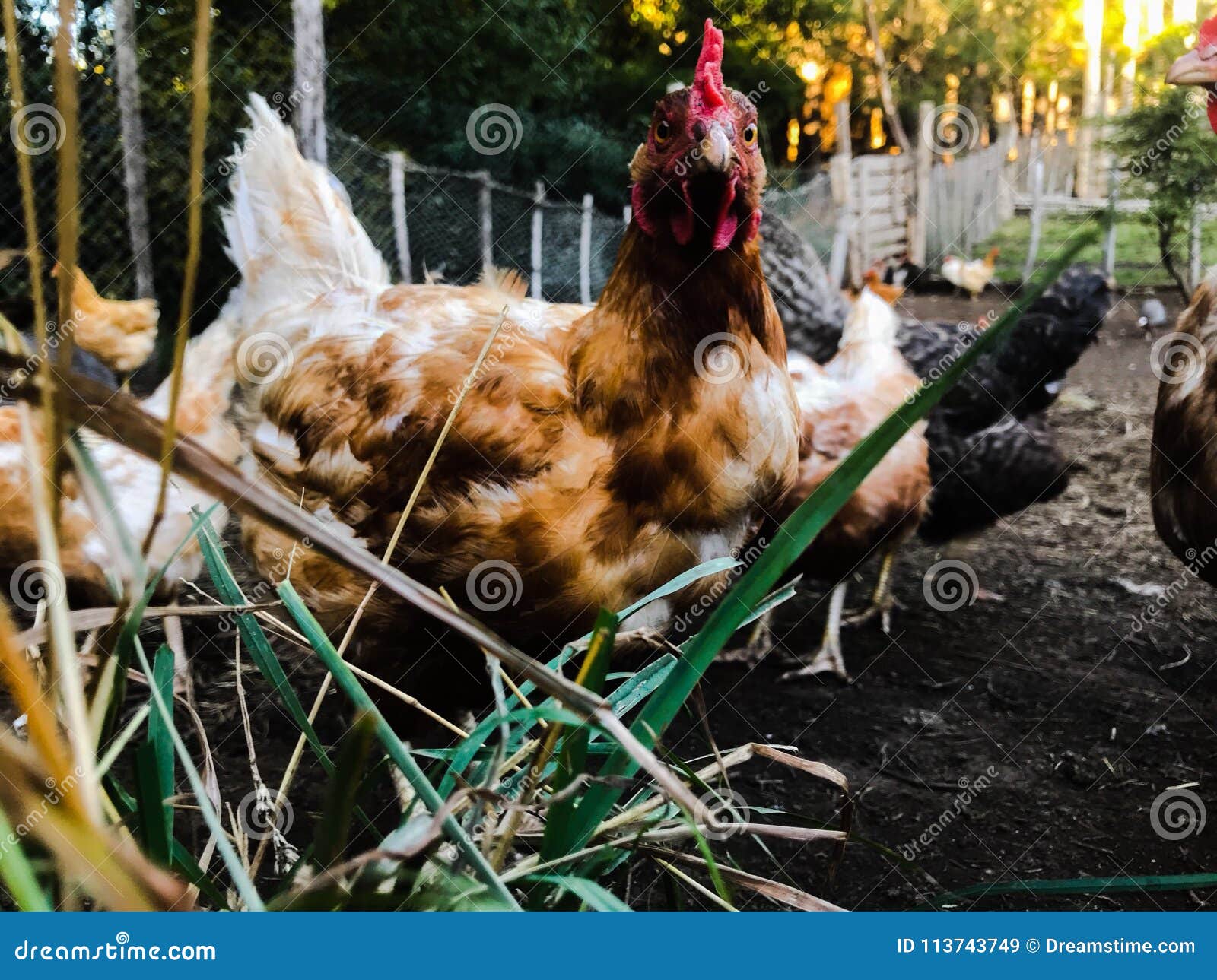Hen is angry stock image. Image of animal, chicken, angry - 113743749
