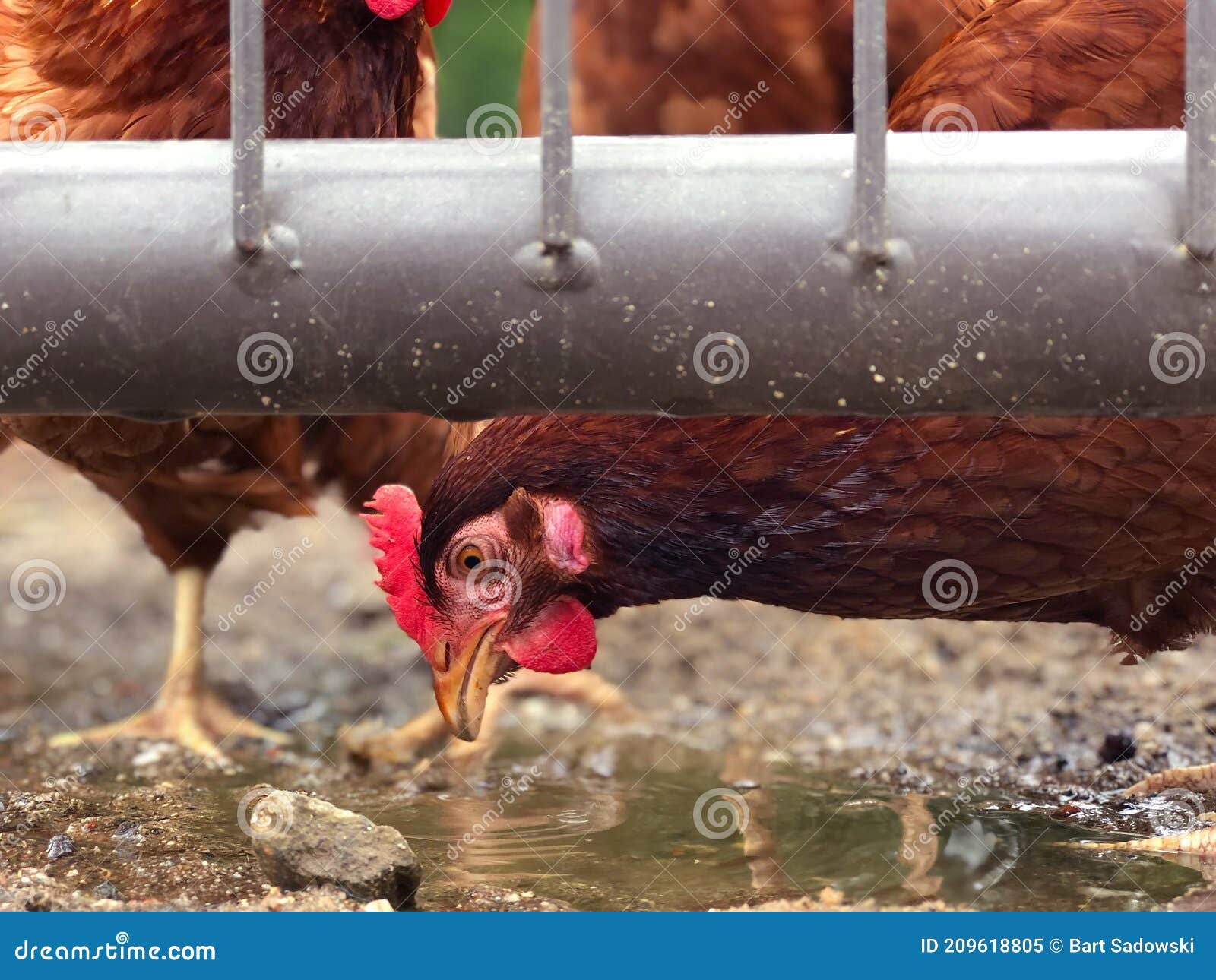 Chicken Looking in Puddle Reflection Stock Image - Image of water ...