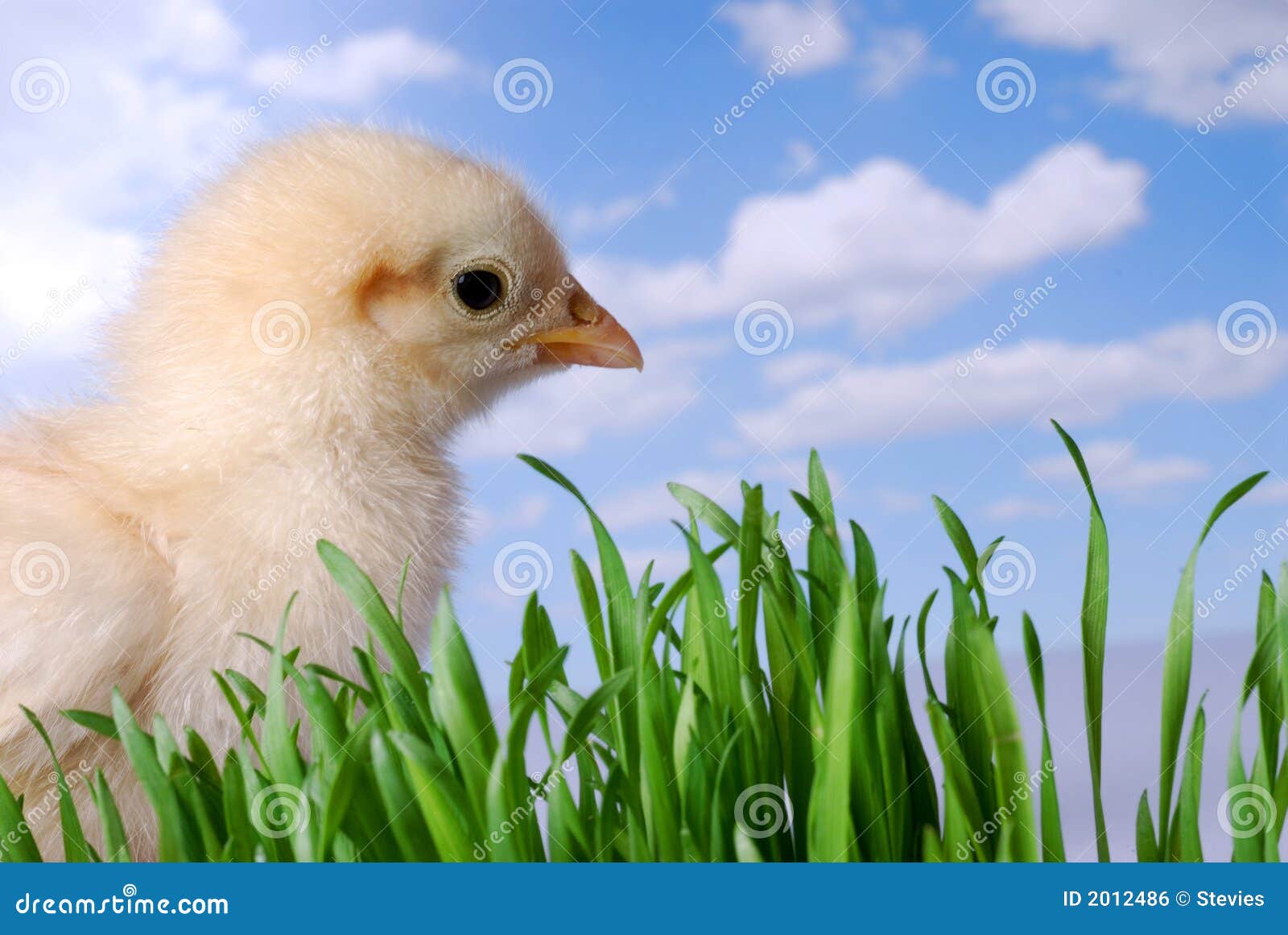 Chicken Looking at the Sky stock photo. Image of real - 2012486