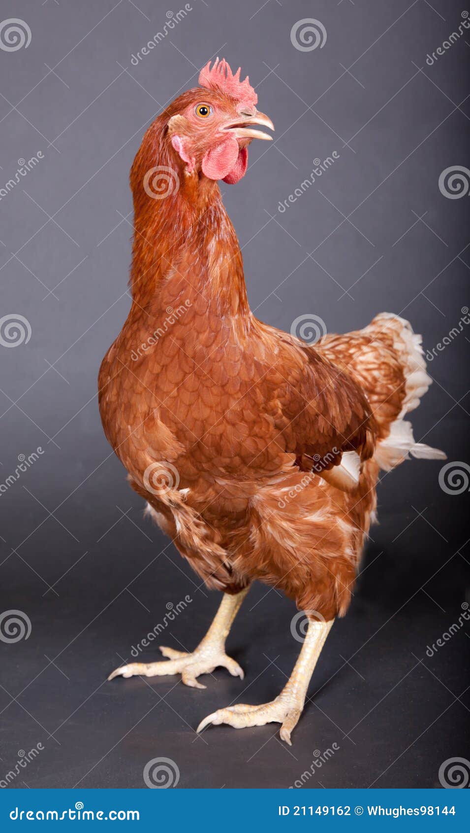 Chicken looking at you stock photo. Image of poultry - 21149162