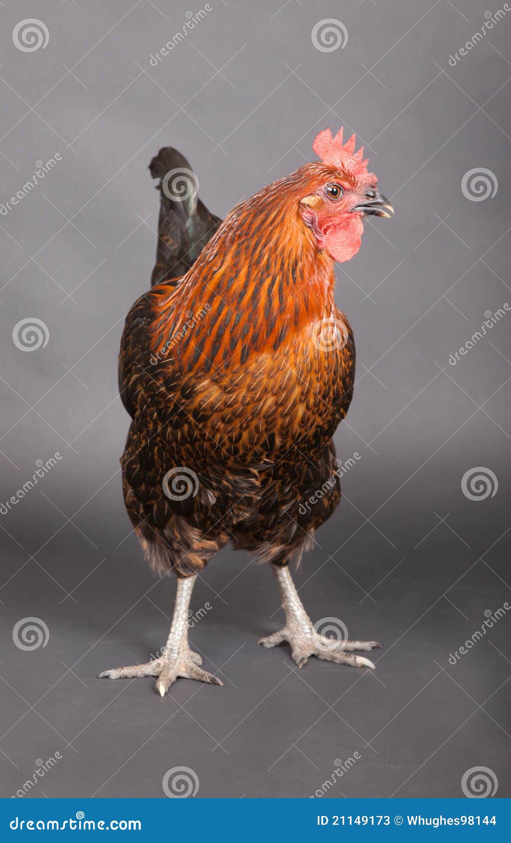 Chicken looking at you stock image. Image of studio, isolated - 21149173