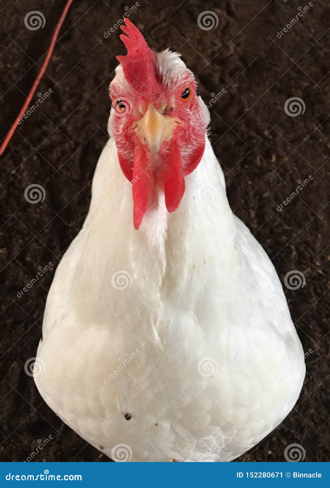 Chicken looking at you stock image. Image of white, staring - 152280671