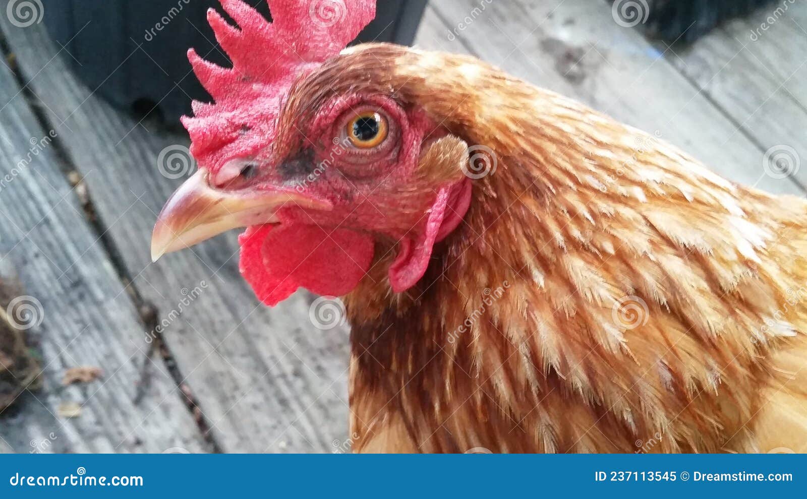 Chicken looks angry stock image. Image of chicken, angr - 237113545
