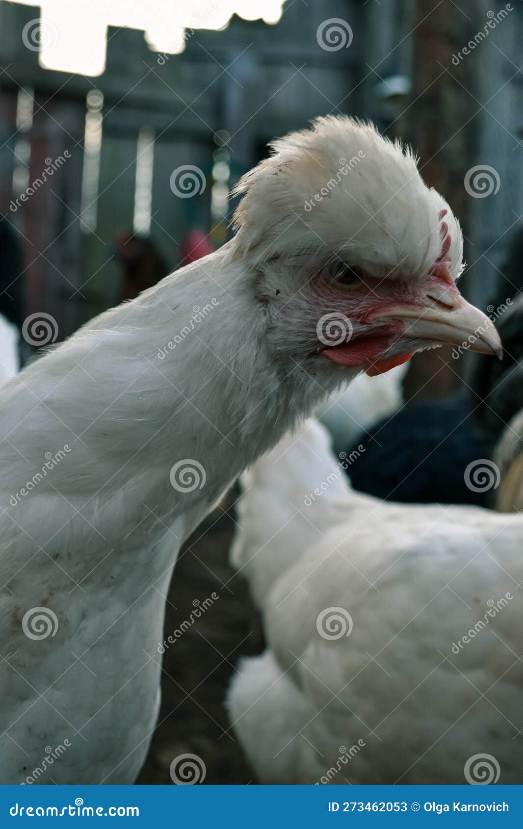 The Chicken Looks Straight into the Frame. Stock Image - Image of ...
