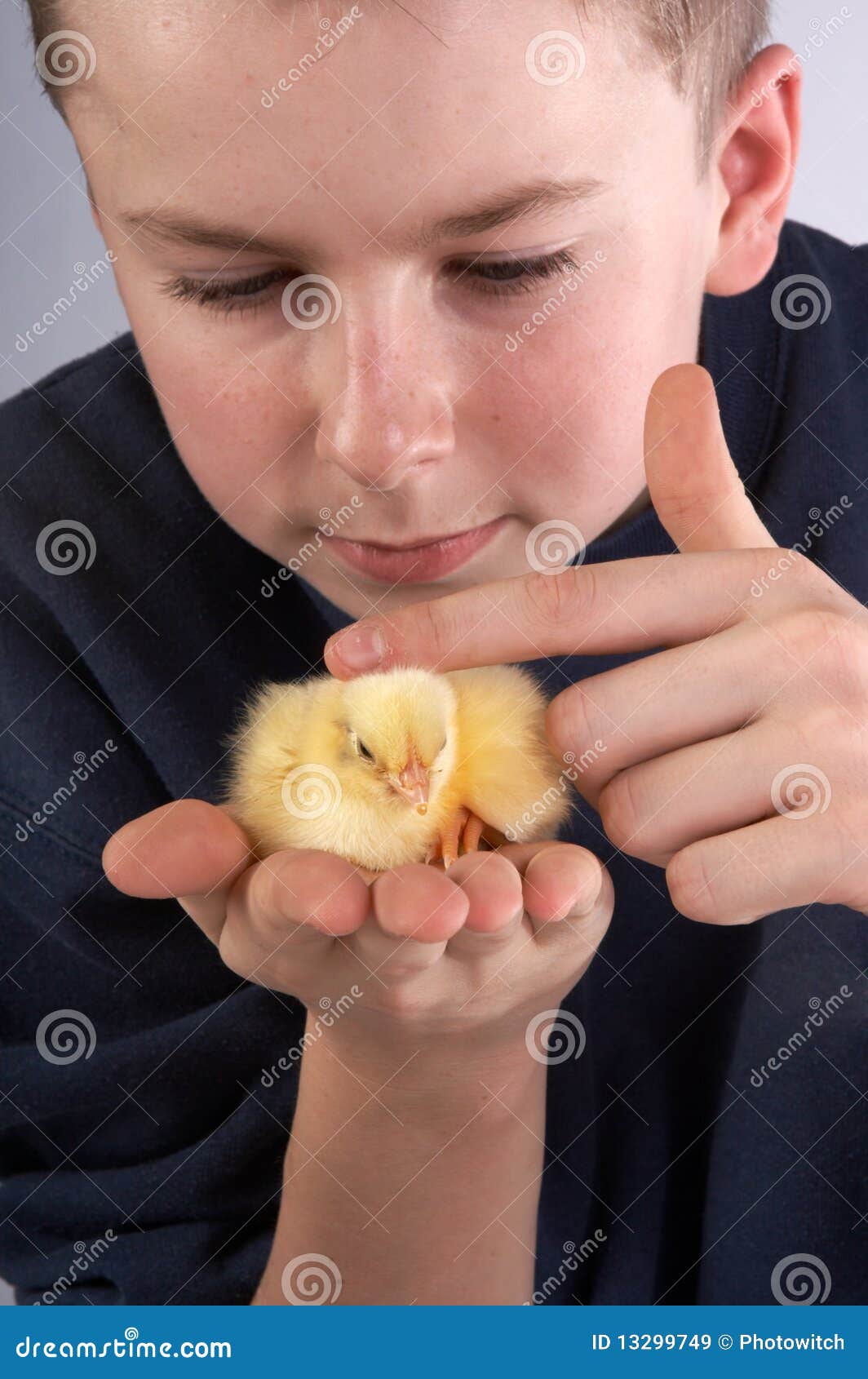 Chicken love stock image. Image of holiday, child, soft - 13299749