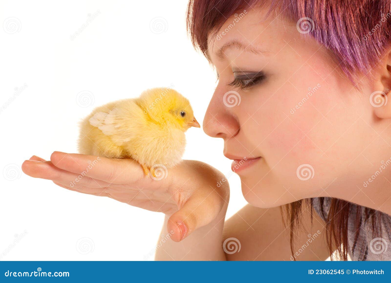Chicken love stock image. Image of animals, smile, newborn - 23062545