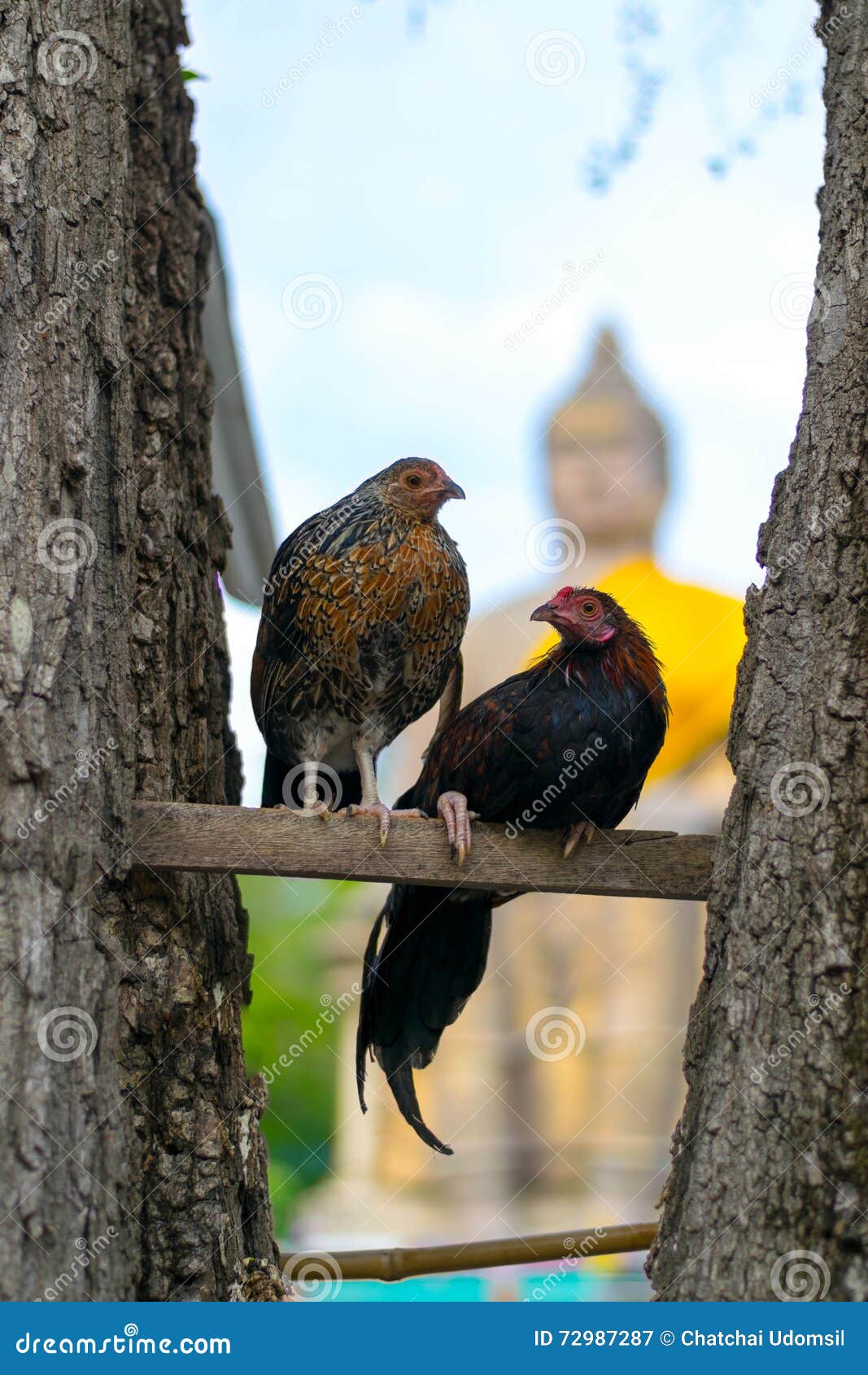 Chicken Love stock image. Image of countryside, white - 72987287