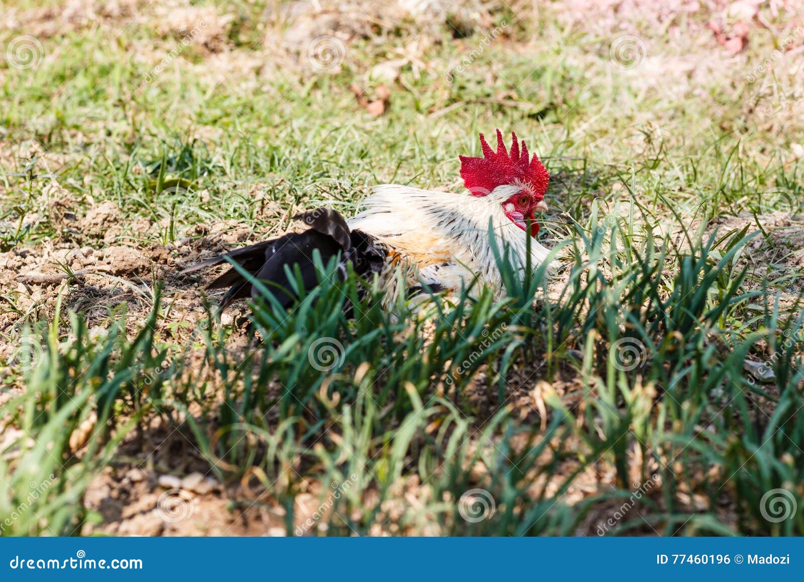 Chicken lying down on soil stock photo. Image of rural - 77460196