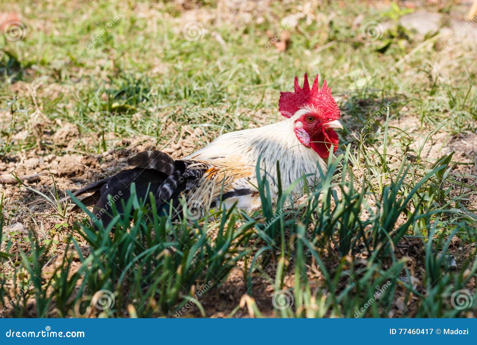 Chicken lying down on soil stock image. Image of farm - 77460417