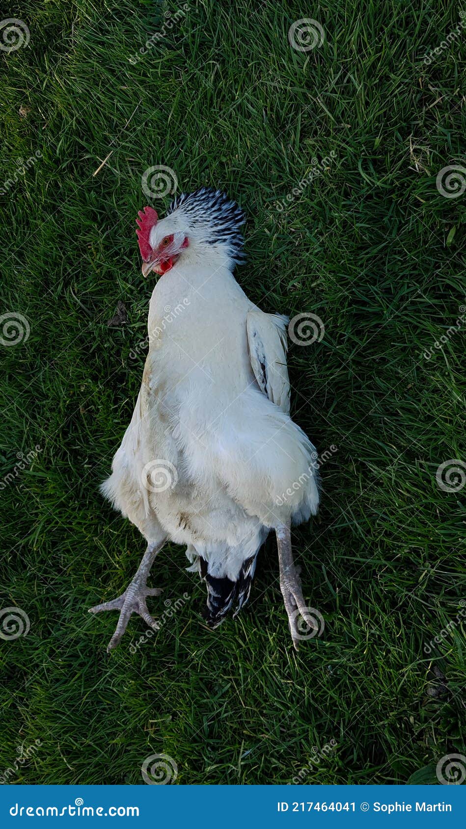 Chicken lying in a fun way stock image. Image of prairie - 217464041