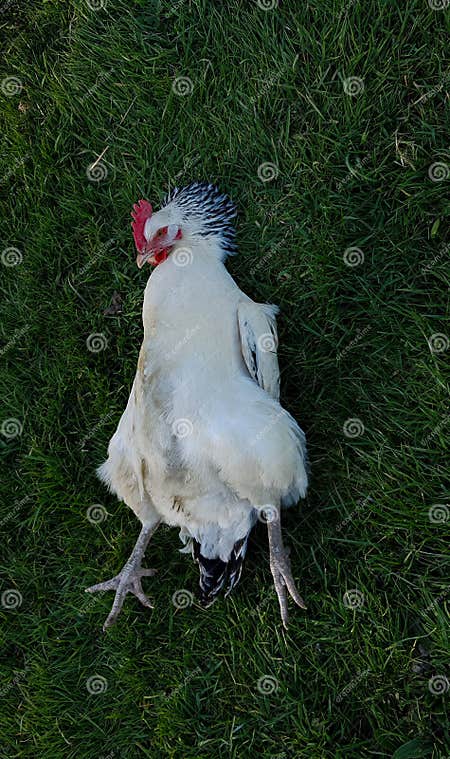 Chicken lying in a fun way stock image. Image of prairie - 217464041