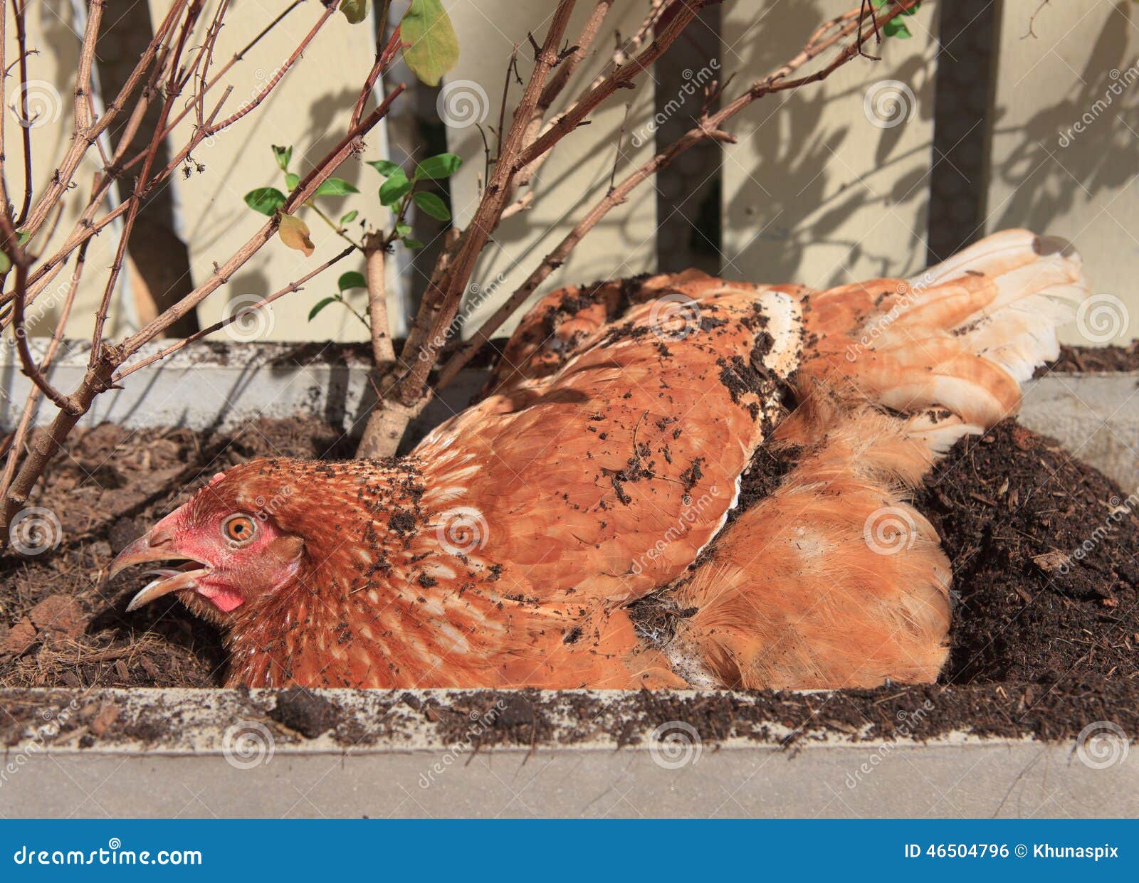 Relaxing Of Chicken Hen Lying In Dirt Soil Against Beautiful Sun ...